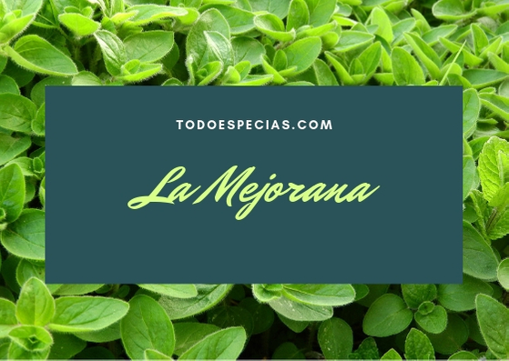 La mejorana: toda la información y recomendaciones de uso ...