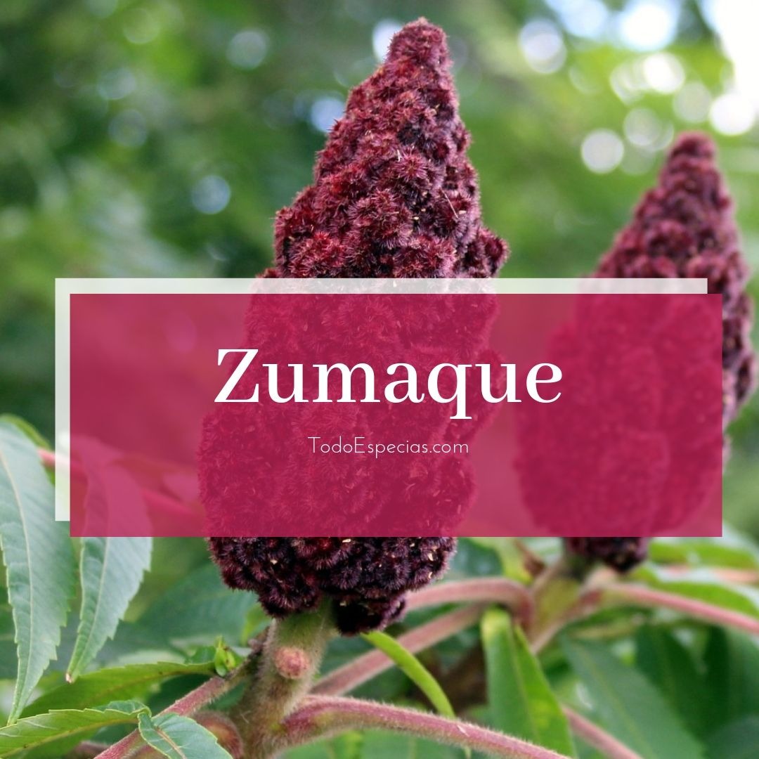 El zumaque: toda la información y recomendaciones de uso - TodoEspecias ...