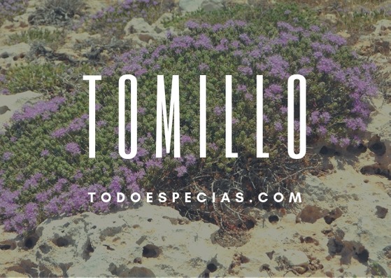 El tomillo: toda la información y sugerencias de uso - TodoEspecias